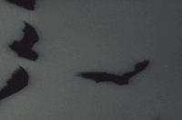 Bats GIFs - Get the best gif on GIFER