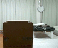 Emu GIFs - Get the best gif on GIFER