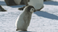 Penguins GIFs - Get the best gif on GIFER