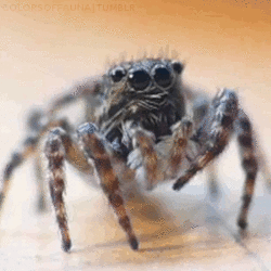 Arachnid GIFs - Get the best gif on GIFER