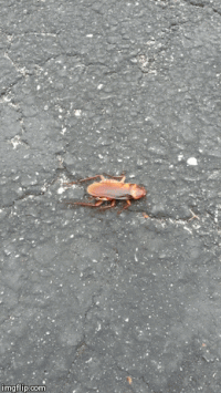 Spite GIFs - Get the best gif on GIFER