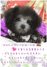Пудель GIFs - Get the best gif on GIFER