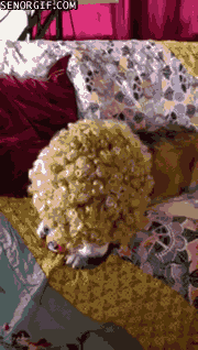 Wigging GIFs - Get the best gif on GIFER