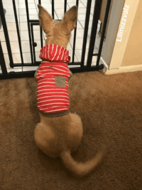 Tail GIFs - Get the best gif on GIFER