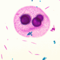 Microscope GIFs - Get the best gif on GIFER