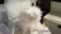 Persian GIFs - Get the best gif on GIFER