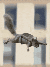 Squirrel GIFs - Get the best gif on GIFER