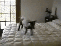 Ziege GIFs - Get the best gif on GIFER
