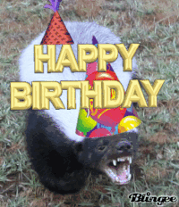 Badger GIFs - Get the best gif on GIFER