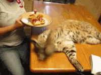 Bobcat GIFs - Get the best gif on GIFER