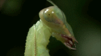 Arthropod GIFs - Get the best gif on GIFER