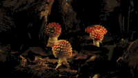 Fungi GIFs - Get the best gif on GIFER