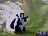 Skunk GIFs - Get the best gif on GIFER