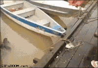 Meanwhile GIFs - Get the best gif on GIFER