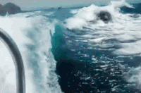 Whales GIFs - Get the best gif on GIFER