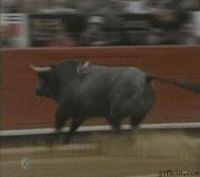 Bull GIFs - Get the best gif on GIFER