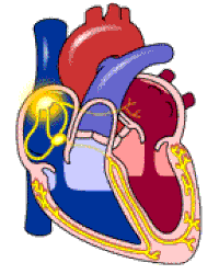 Kidney GIFs - Get the best gif on GIFER