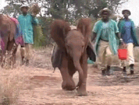 Elephants GIFs - Get the best gif on GIFER