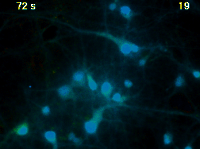 Microscopy GIFs - Get the best gif on GIFER