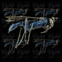 Wasp GIFs - Get the best gif on GIFER