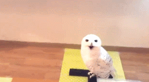 Bjayah GIFs - Get the best gif on GIFER