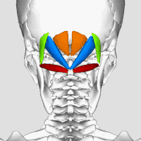 Muscles GIFs - Get the best gif on GIFER