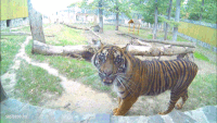 Zoo GIFs - Get the best gif on GIFER