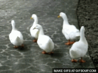 Enten In Einer Reihe Gif Enten GIFs Hole Dir Die Besten GIFs Auf