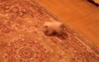 Carpet GIFs - Get the best gif on GIFER