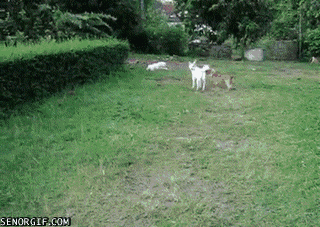 Oosh GIF - Conseguir o melhor gif em GIFER
