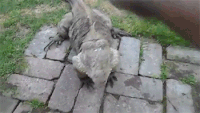 Iguana GIFs - Get the best gif on GIFER