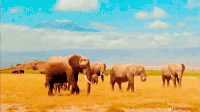 Africa GIFs - Get the best gif on GIFER