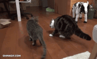 Intimidating GIFs - Get the best gif on GIFER