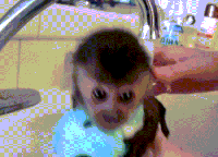 Monkey GIFs - Get the best gif on GIFER