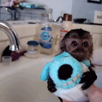 Macaco GIFs - Get the best gif on GIFER