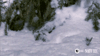 Snowbound GIFs - Get the best gif on GIFER