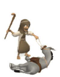 Donkey GIFs - Get the best gif on GIFER