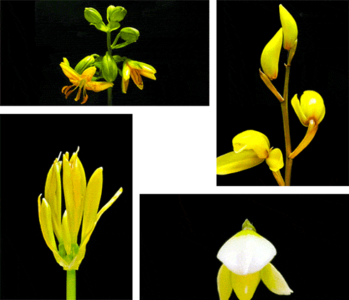 Fl0wers GIFs - Get the best gif on GIFER
