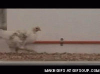Locomotion GIFs - Get the best gif on GIFER