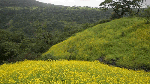 Landscape GIFs - Get the best gif on GIFER