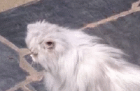 Persian cat GIF - Conseguir o melhor gif em GIFER