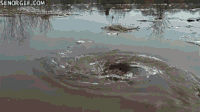 Whirlpool GIFs - Get the best gif on GIFER