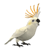 Basic GIFs - Get the best gif on GIFER