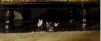 Weeeeeeeeeee GIFs - Get the best gif on GIFER
