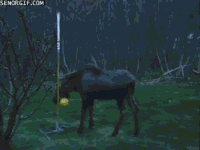 Tetherball GIFs - Get the best gif on GIFER