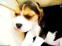 Beagle GIFs - Get the best gif on GIFER