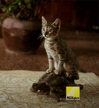 Tortoise GIFs - Get the best gif on GIFER