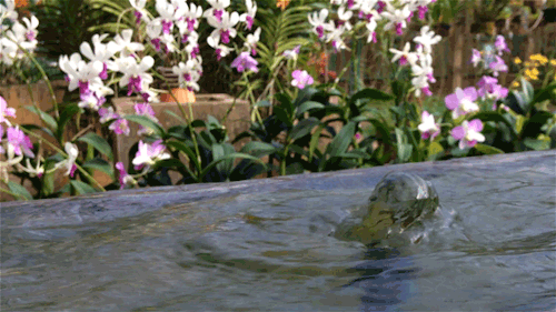 Orchid GIFs - Get the best gif on GIFER