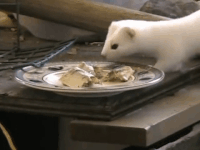 Weasels GIFs - Get the best gif on GIFER