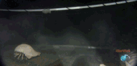 Isopods GIFs - Get the best gif on GIFER